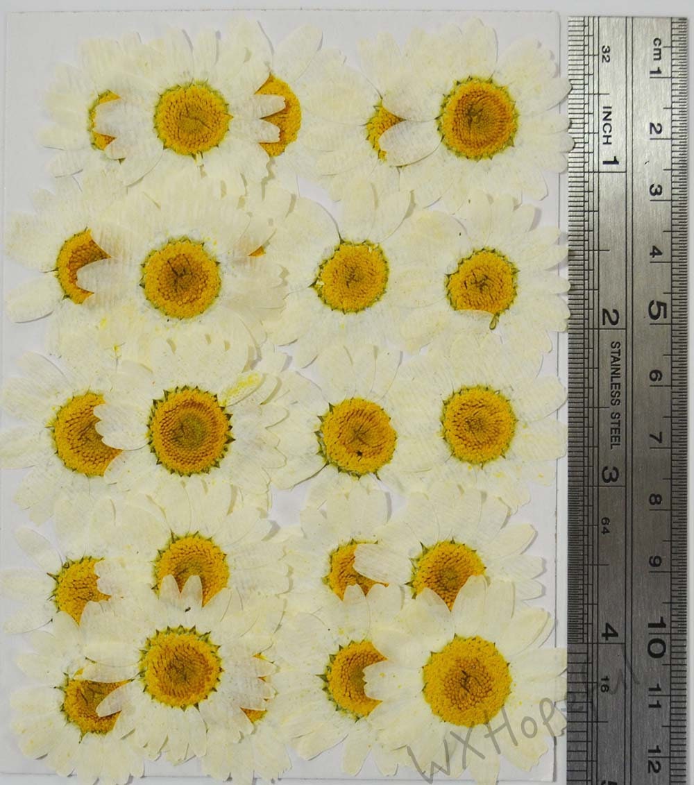 100 Pieces Real Dried Pressed Flowers White Daisies - Etsy