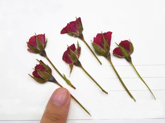 Real Dried Pressed Flowers Red Mini Rose With Stem | Etsy