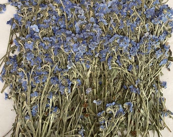 Dried Forget Me Not - Etsy