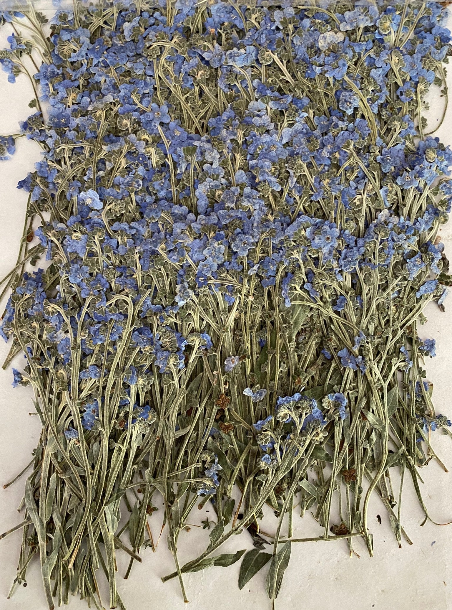 100 Pieces Real Dried Pressed Flowers Forget-me-nots - Etsy
