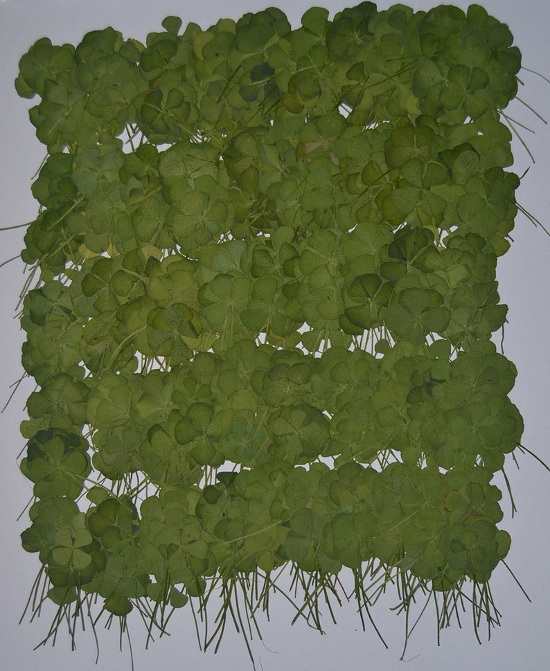 100 Pieces Four Leaf Clover Real Pressed Dried Flowers - Etsy