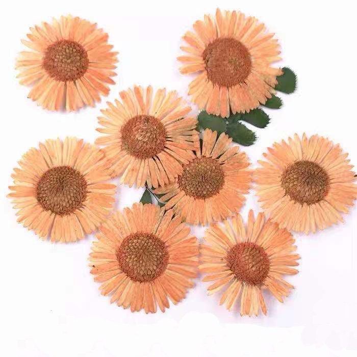 Real Dried Pressed Flowers Colorful Needle Chrysanthemum - Etsy