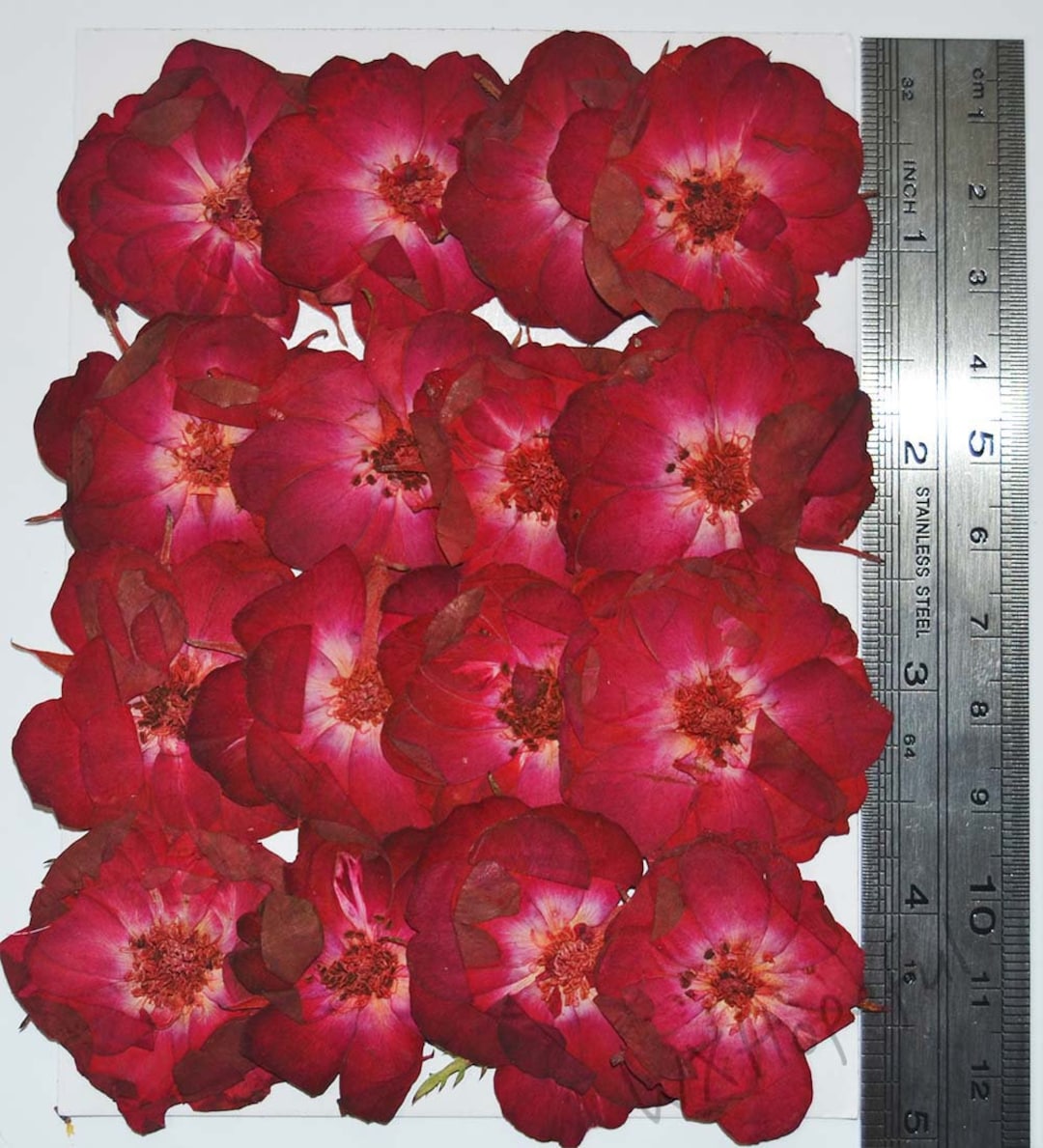 Real Dried Pressed Flowers Red Mini Rose - 16 Pieces - Etsy