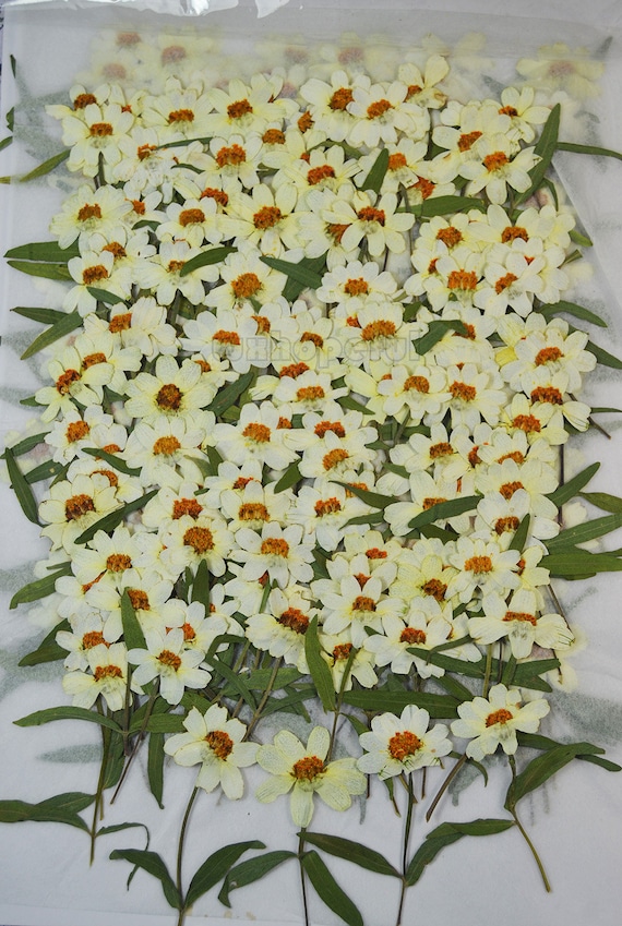 Real Dried Pressed Flowers White Zinnia With Stem | Etsy
