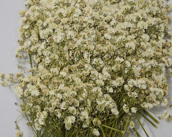 Real Dried Pressed Flowers Red Mini Rose 16 Pieces - Etsy