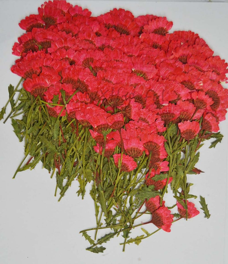 100 Pieces Real Dried Pressed Flowers Red Daisies With Branch - Etsy