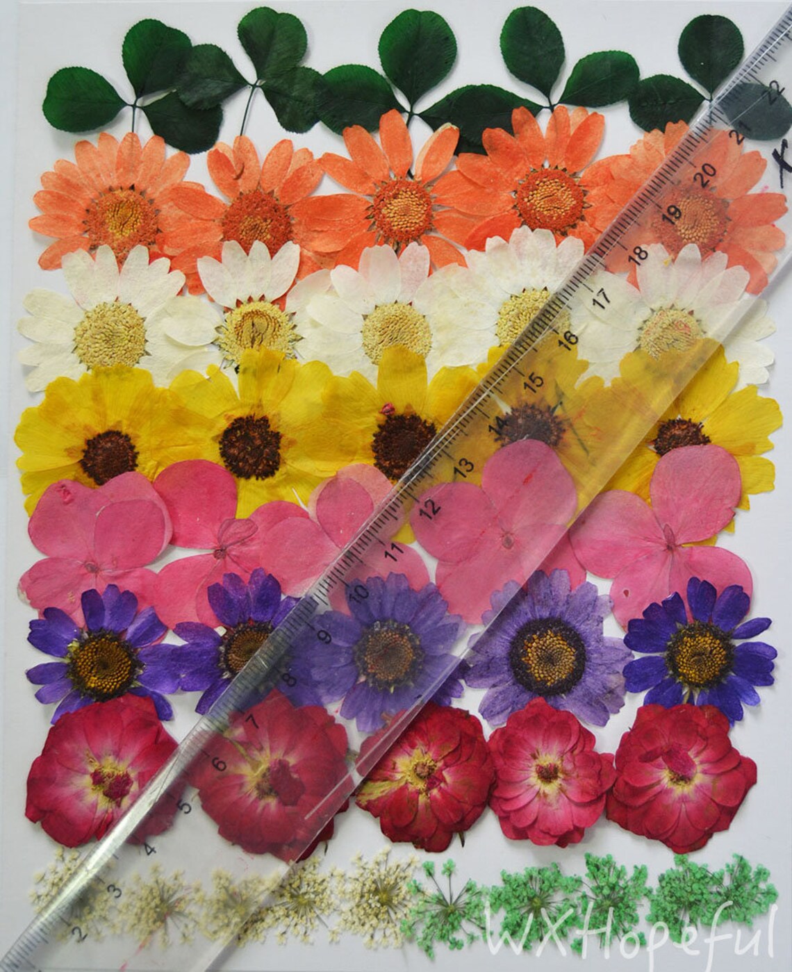 Queen Anne's Lace Mini Rose Hydrangea Daisy Real - Etsy