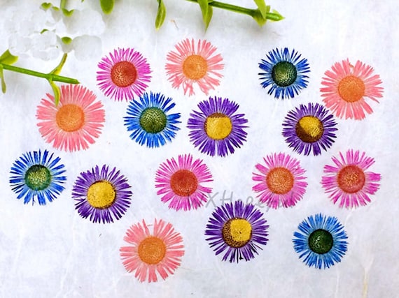 16 Pieces Real Dried Pressed Flowers Colorful Needle - Etsy
