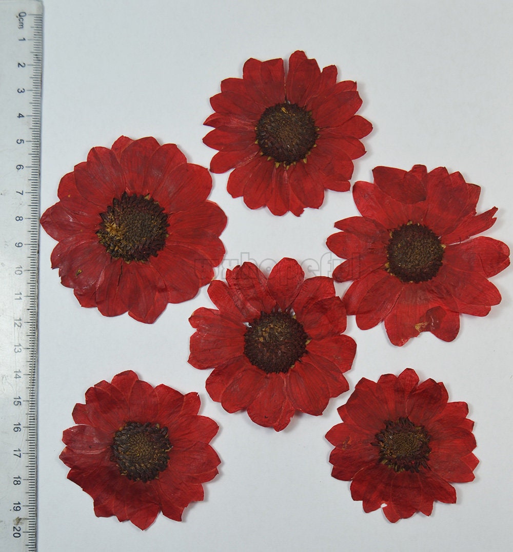 Real Dried Pressed Flowers Yellow Red Sunflowers - Etsy