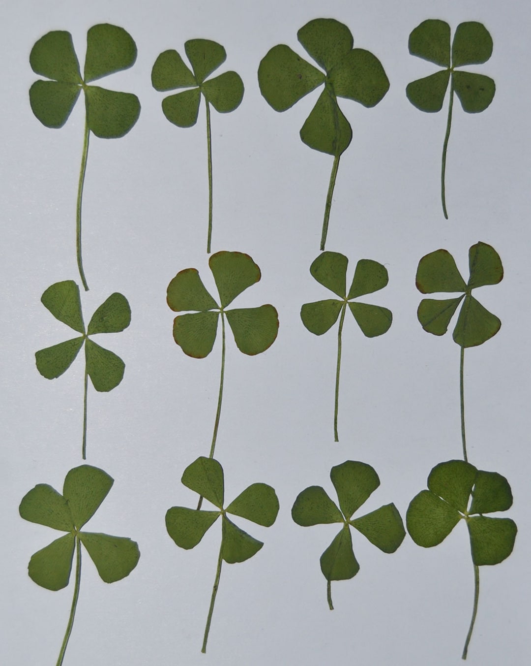 Four Leaf Clover Real Pressed Dried Flowers - 12 Pieces - Etsy