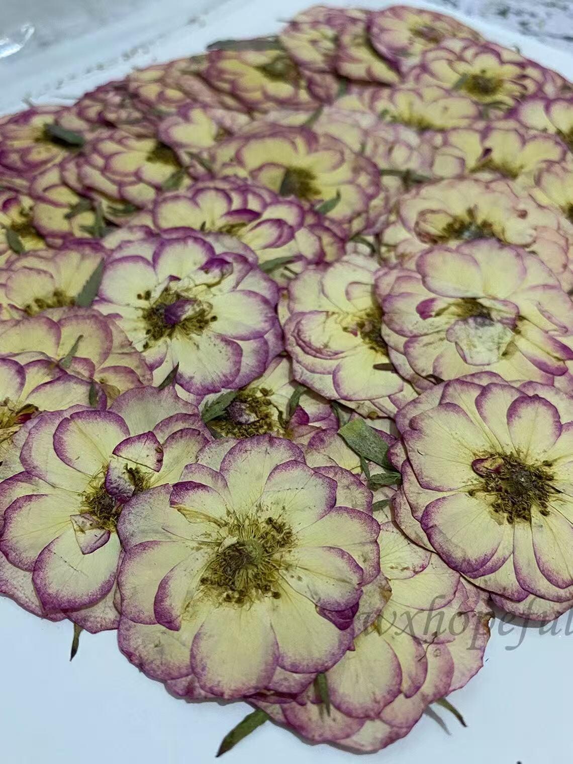Real Dried Pressed Flowers Red Mini Rose - Etsy