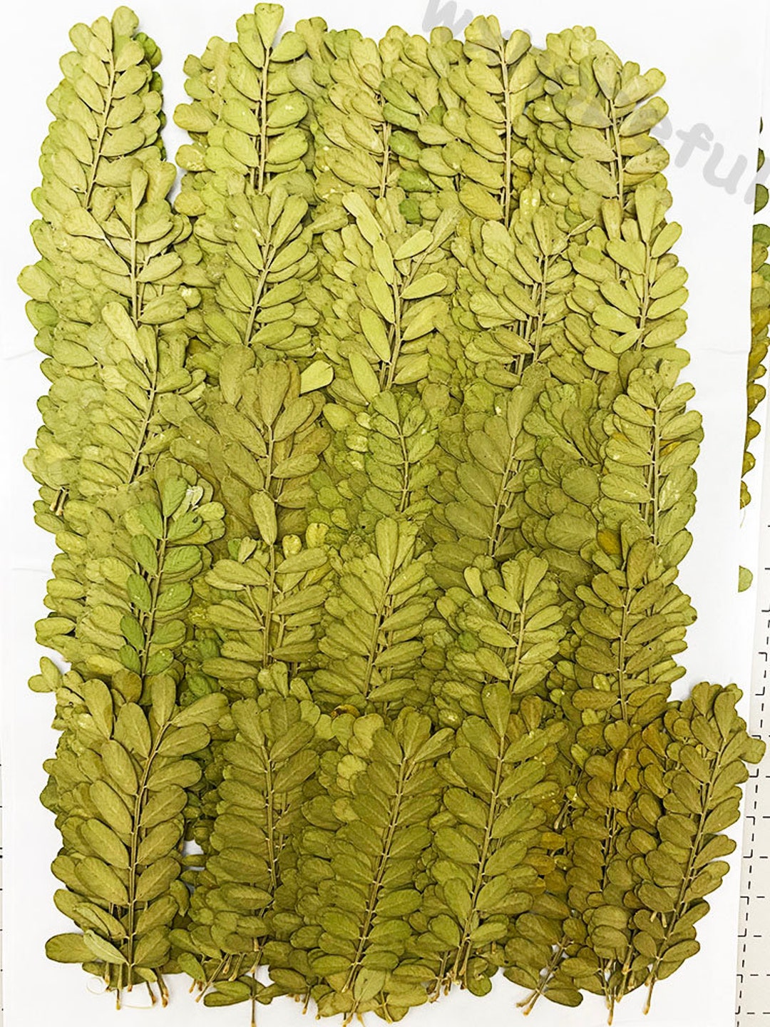 Real Dried Pressed Flowers Leaves - Etsy