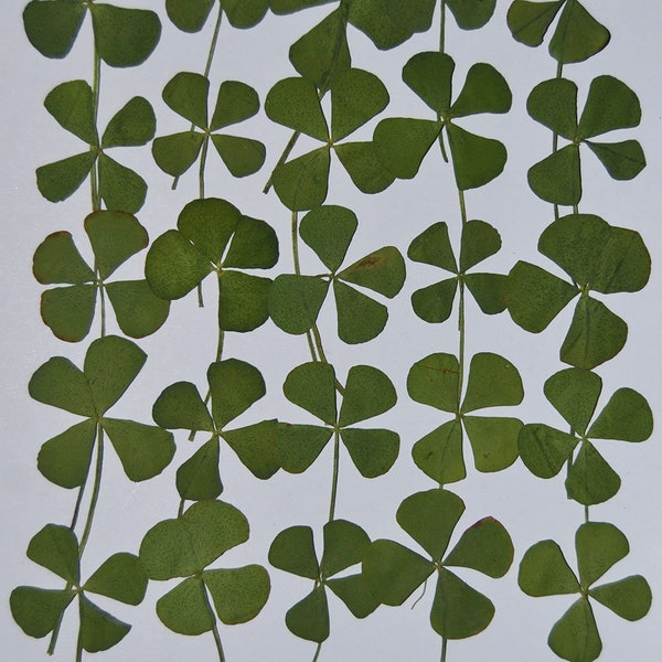 Dried 4 Leaf Clover - Etsy