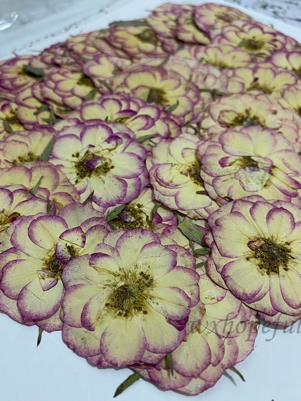 Real Dried Pressed Flowers Red Mini Rose - Etsy