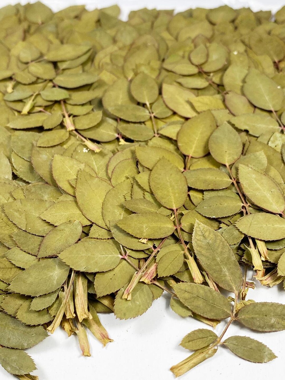 12 Pieces Real Dried Pressed Flowers Rose Leaves - Etsy