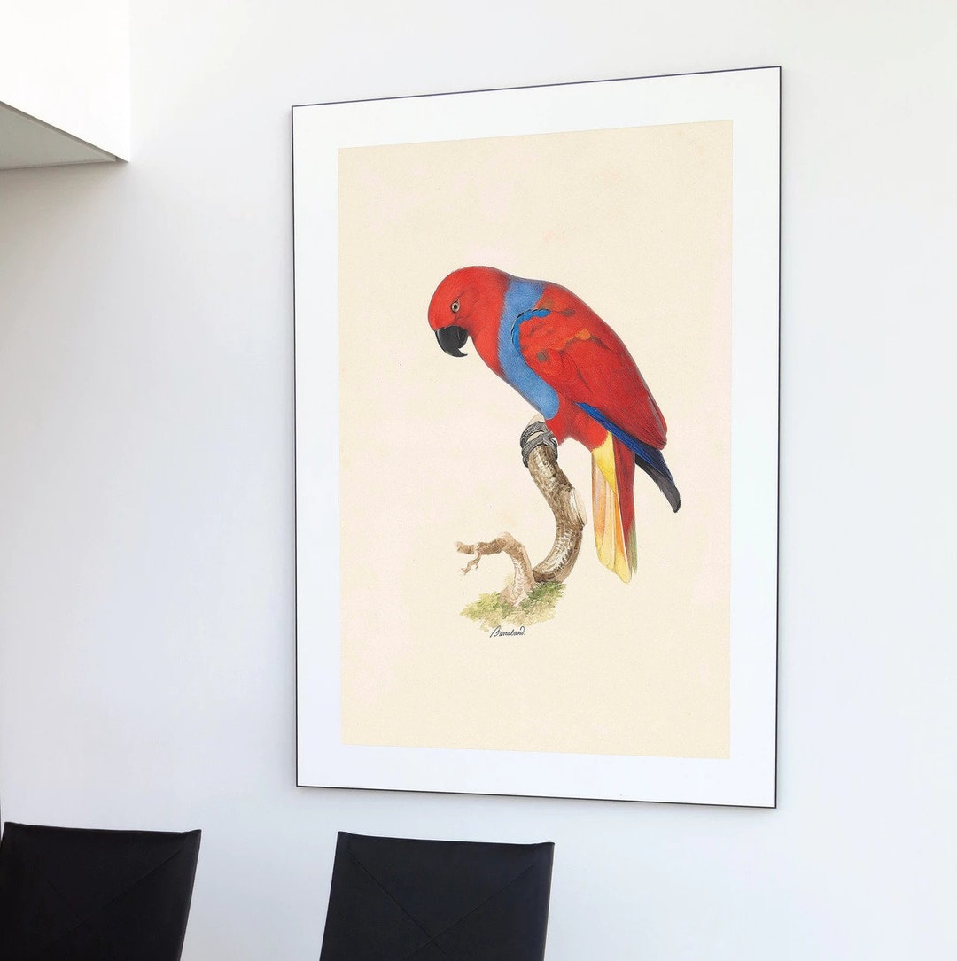 Macaw, Parrot Print, Bird Print, Tropical Print, Parrot Wall Art, Bird ...