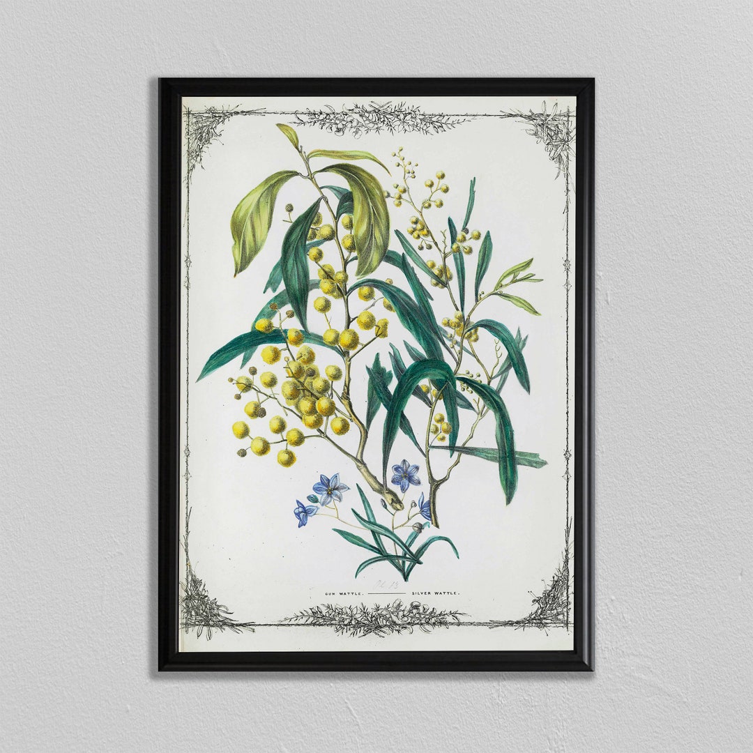 Botanical Prints, Vintage Flower Print, Wild Flowers of Australia ...