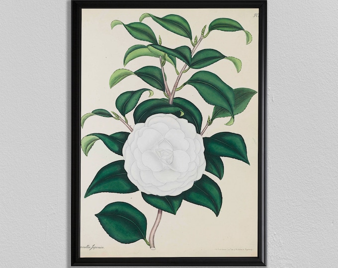 Vintage Diandria Plant Table Botanical Poster Print - Etsy