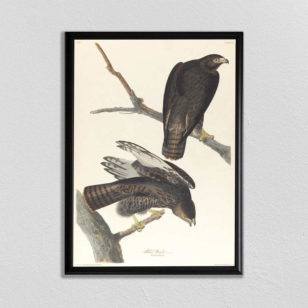 Audubon Falcon Print: Vintage Bird Art Poster - Etsy