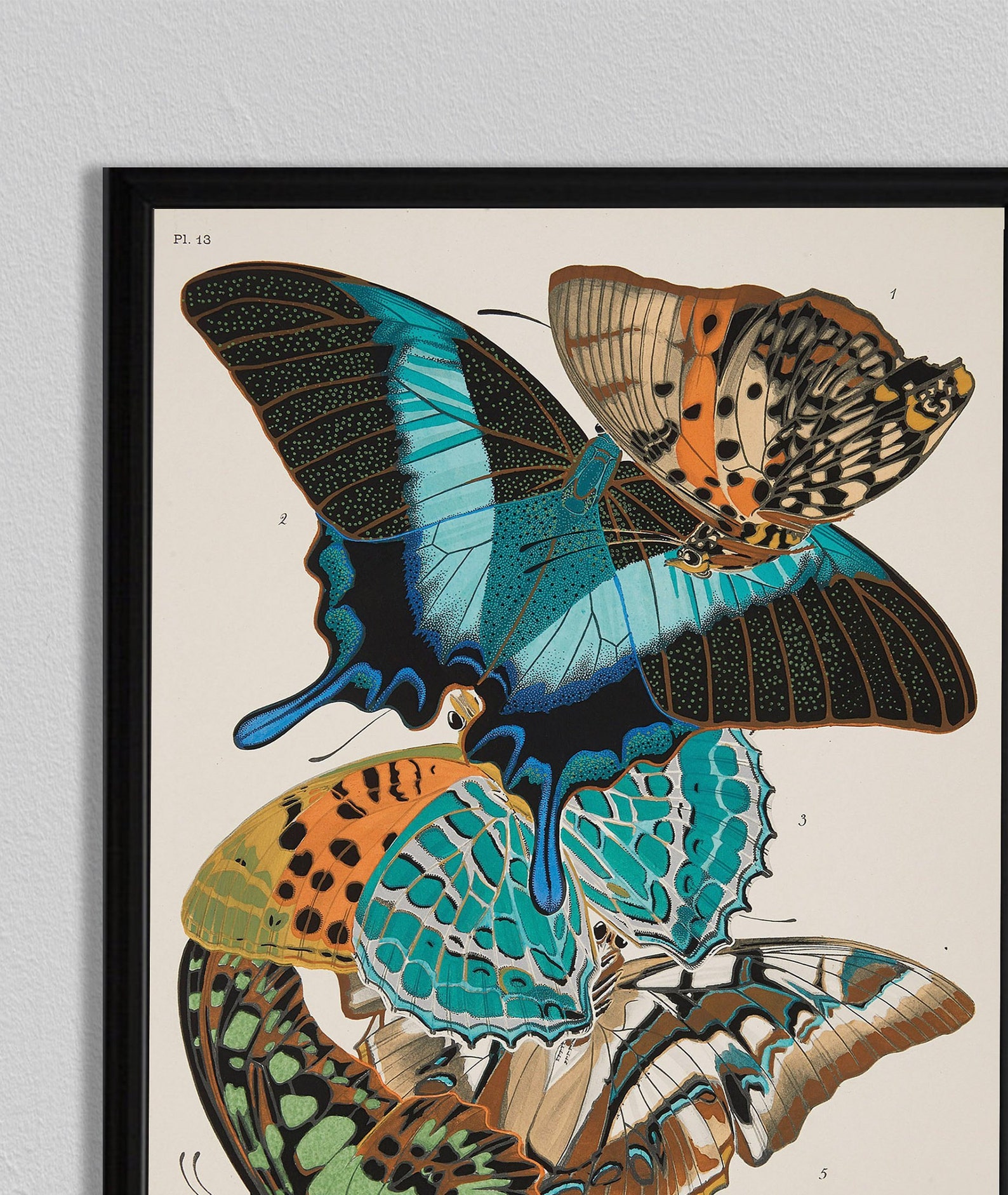 Insect Print Bug Poster Bumble Bee Butterfly Wasp Hornet Bumblebee ...