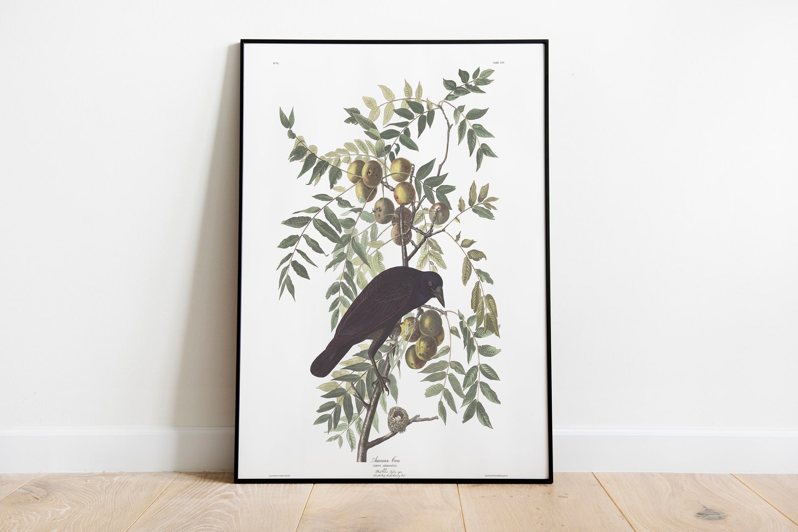 John Audubon Print American Crow John James Audubon Audubon - Etsy
