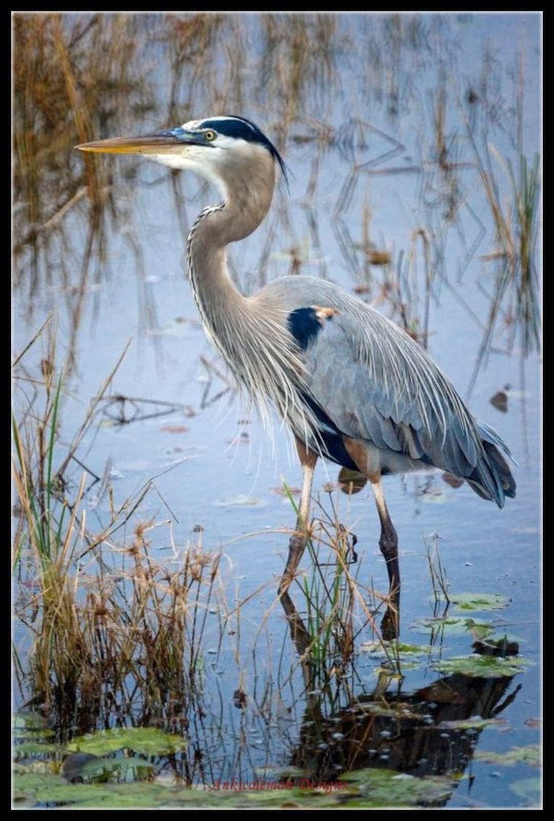 Great Blue Heron 3 - Counted Cross Stitch Patterns - Printable Chart ...