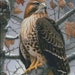Lady Hawk 2 Counted Cross Stitch Patterns Printable Chart PDF Format ...