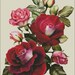 Red Roses 3 - Counted Cross Stitch Patterns - Printable Chart PDF ...