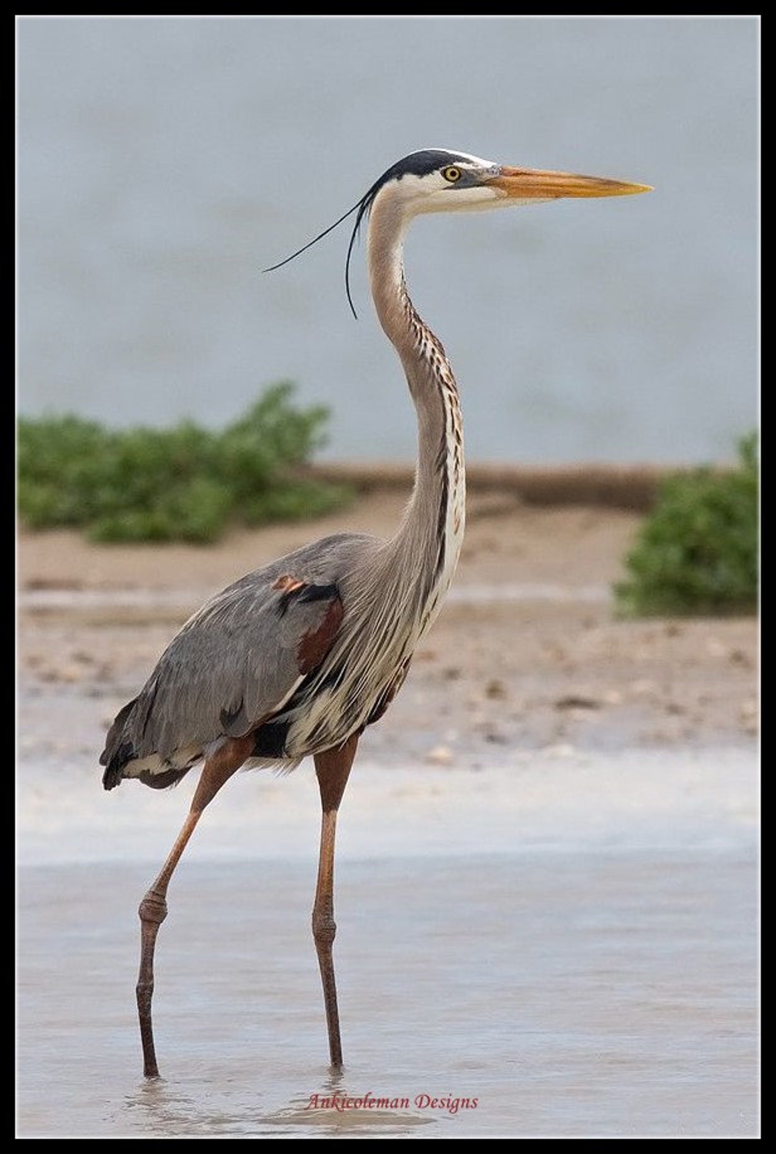 Great Blue Heron 2 Counted Cross Stitch Patterns Printable Chart PDF ...