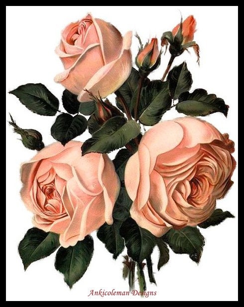 Peach Roses Counted Cross Stitch Patterns Printable Chart PDF Format ...