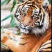 Sumatran Tiger Counted Cross Stitch Patterns Printable Chart PDF Format ...