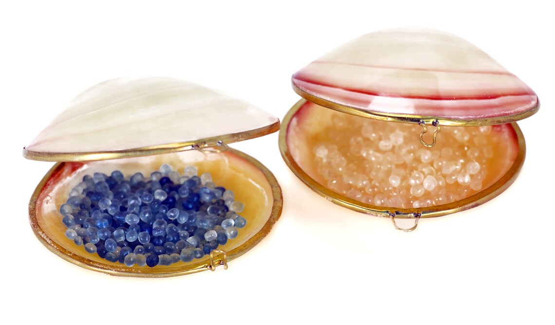 Polished Beach Tiger Clam Trinket Sea Shell Coin/pill Jewelry Box ...