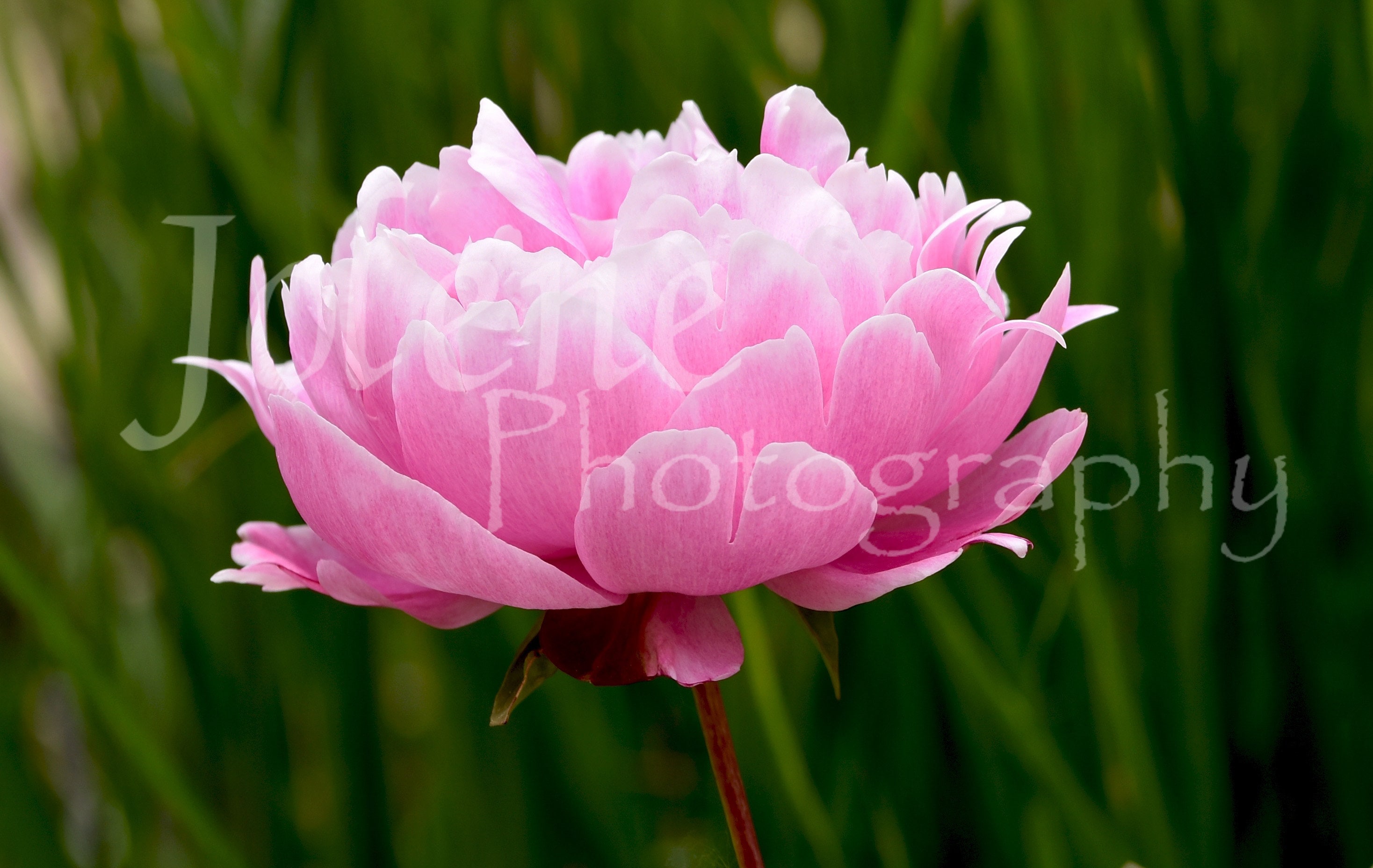 Pink Peony Photo / Flower Photography / Wall Art & Home Decor | Etsy