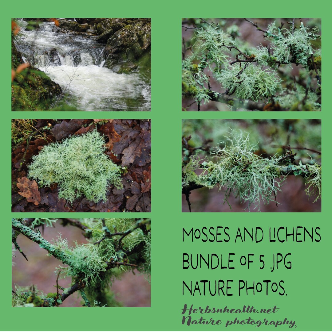 Mosses and Lichens Jpg Photo Downloads, Stock Photos, Download, Nature ...