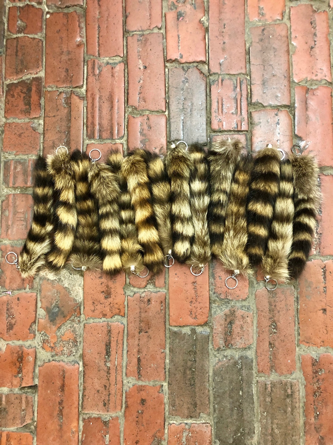 Raccoon Tails Raccoon Tail Keychain Taxidermy Keychain - Etsy
