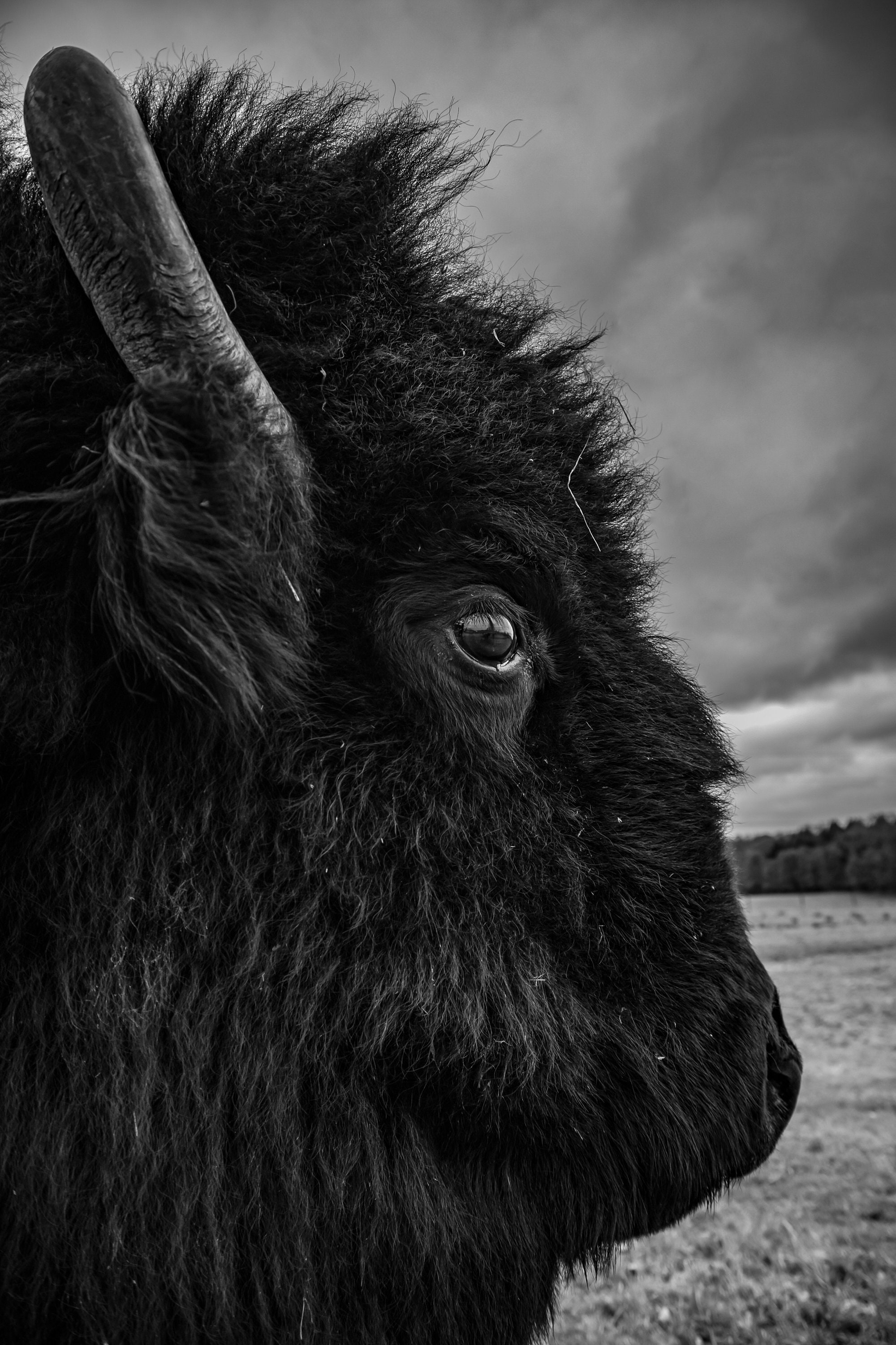 Buffalo Black and White Photography Print - Etsy