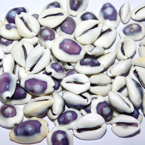 Bulk Seashells - Etsy