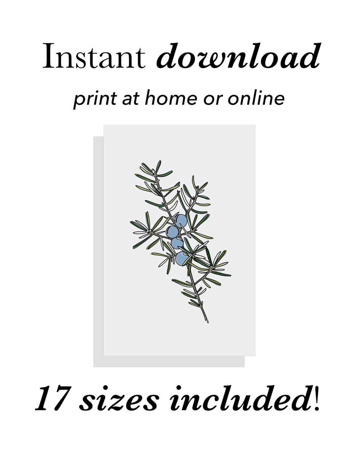Digital Wall Art, Juniper Sprig, Berries, Botanical, Line Art, Gift - Etsy