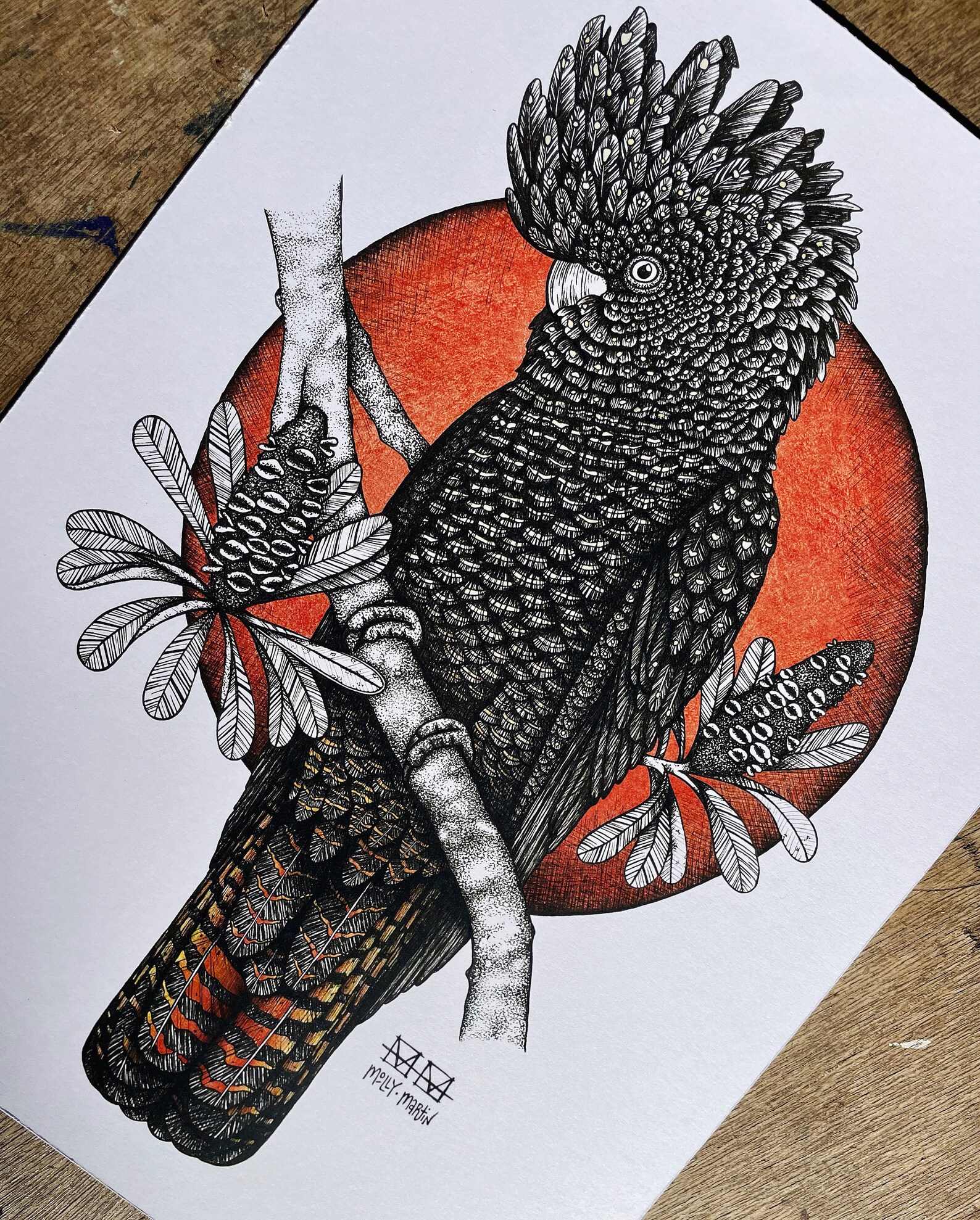 Red Tailed Black Cockatoo Print - Etsy