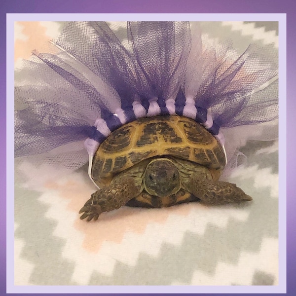 Clothing for Tortoises - Etsy