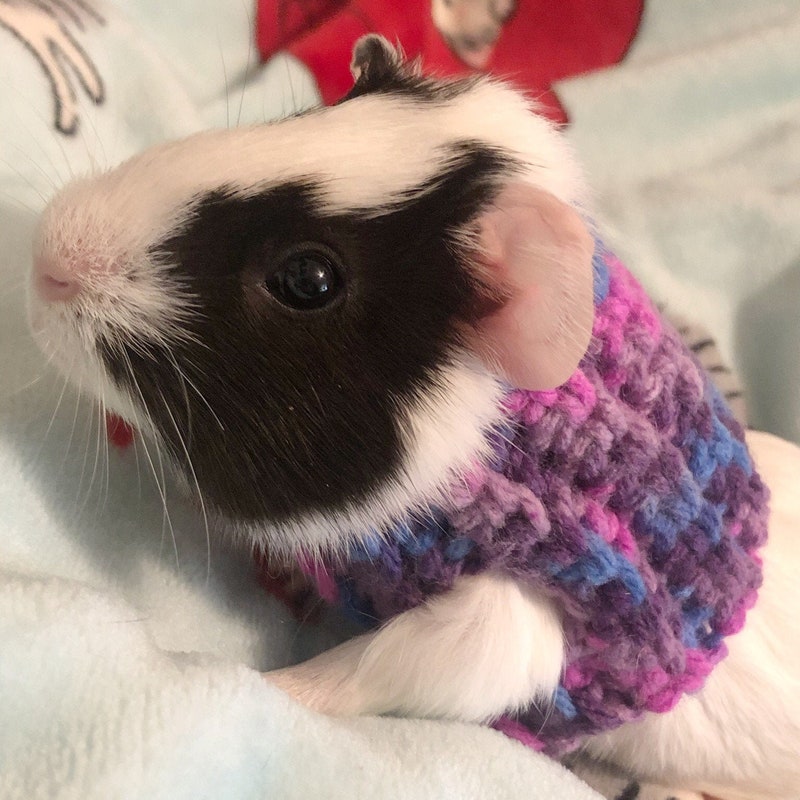 Guinea Pig Clothes - Etsy