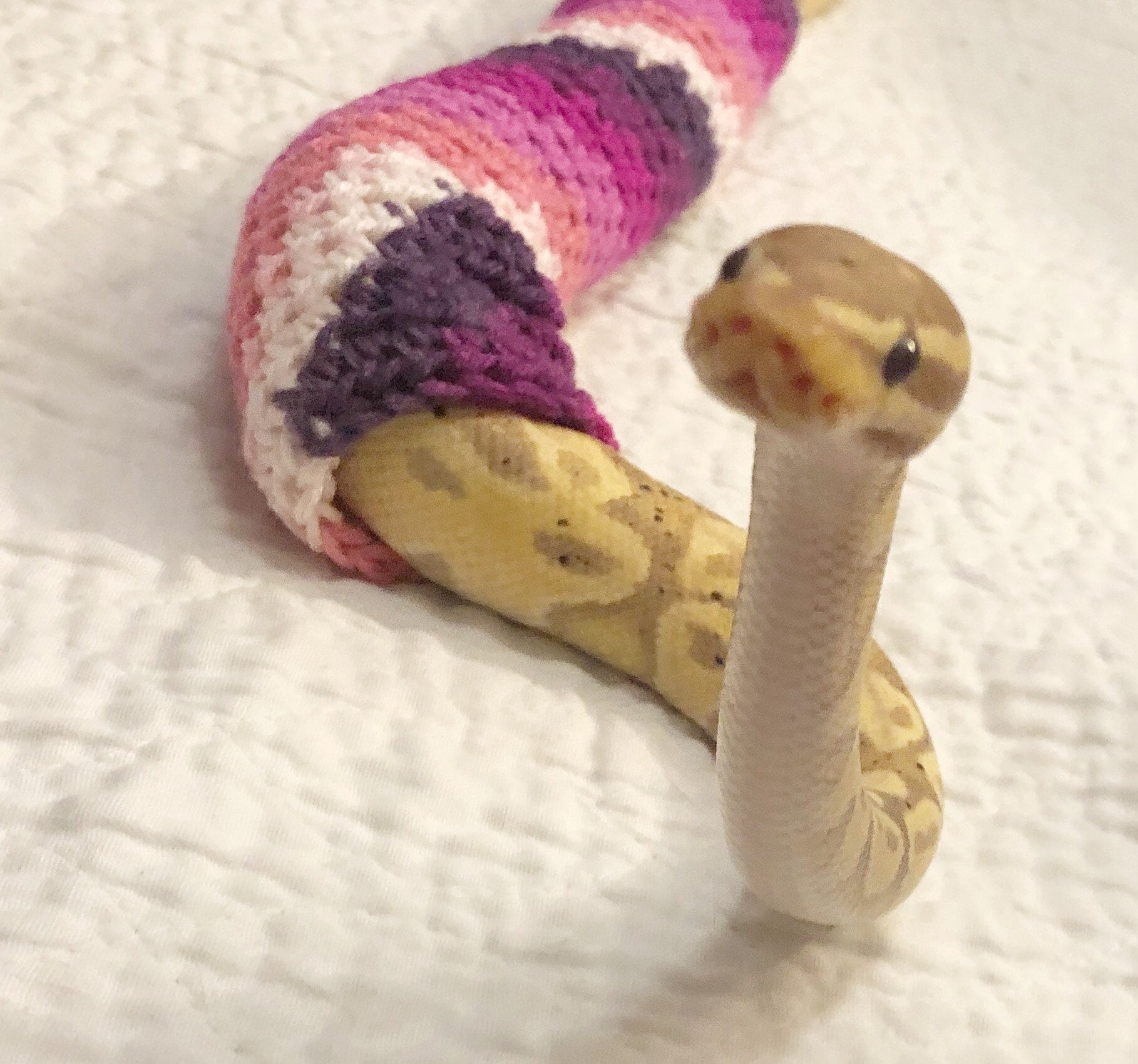 Snakes Wearing Sweaters
