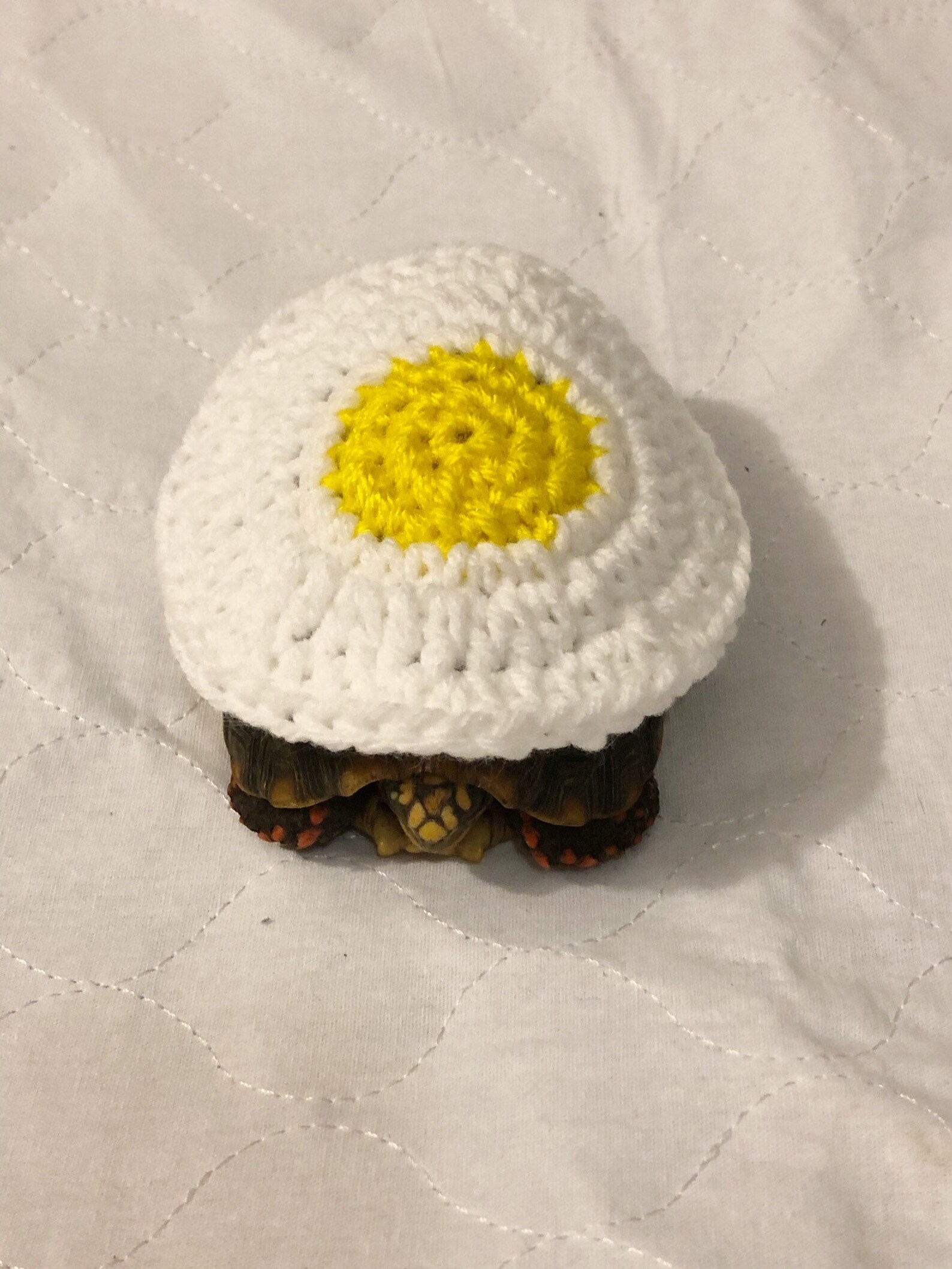 Egg Tortoise Costume Tortoise Hat Tortoise Halloween - Etsy