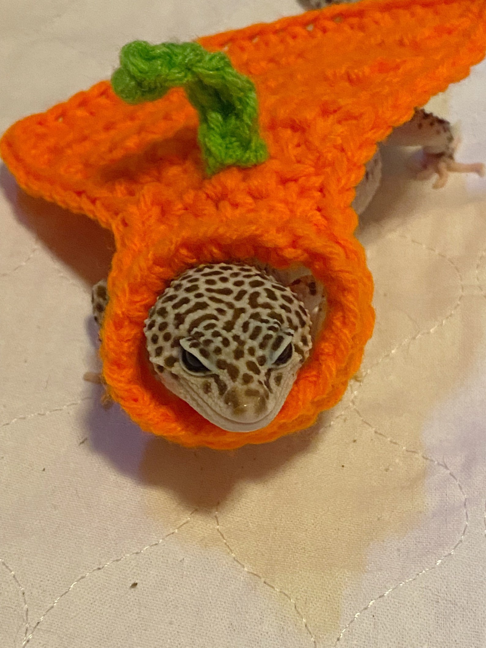 Pumpkin Gecko Costume | Gecko Cape | Crocheted | Pet Costume - Etsy