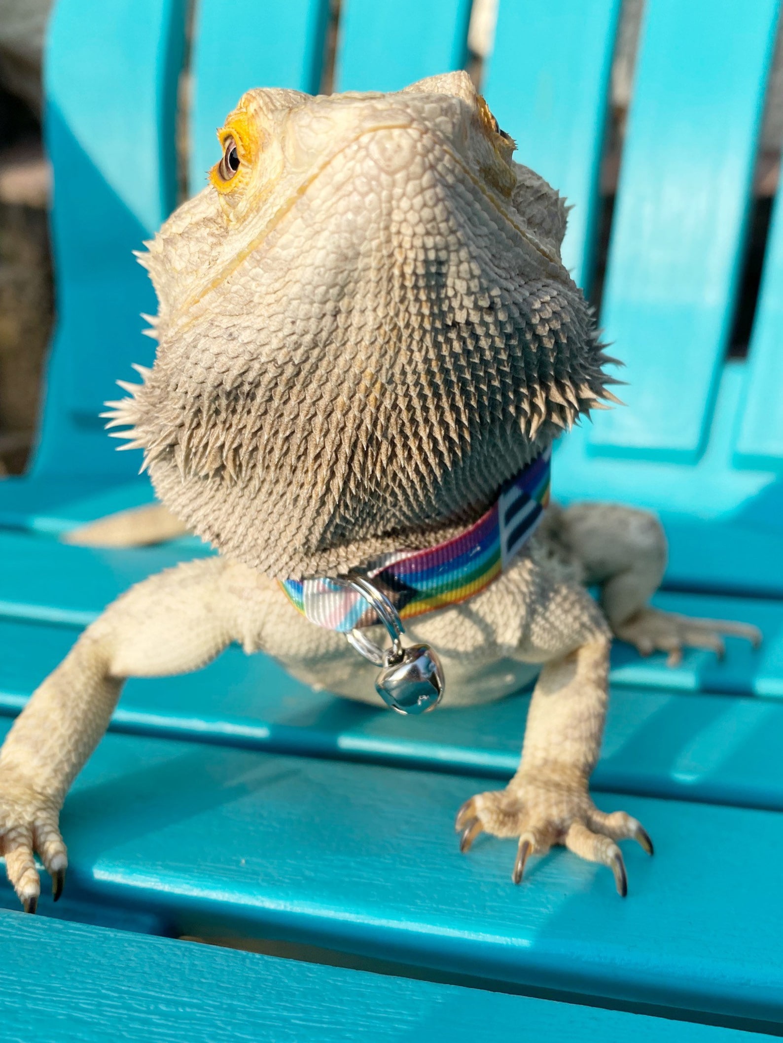 Small Animal Collar With Bell Lizard Collar Ferret Collar - Etsy