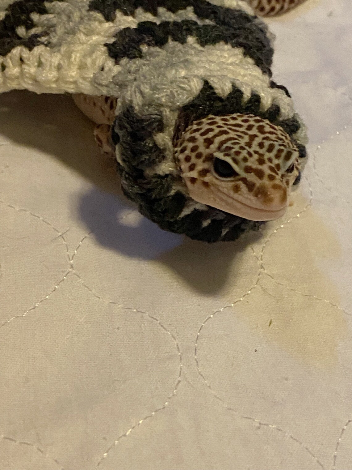 Zebra Gecko Costume Gecko Cape Crocheted Pet Costume - Etsy