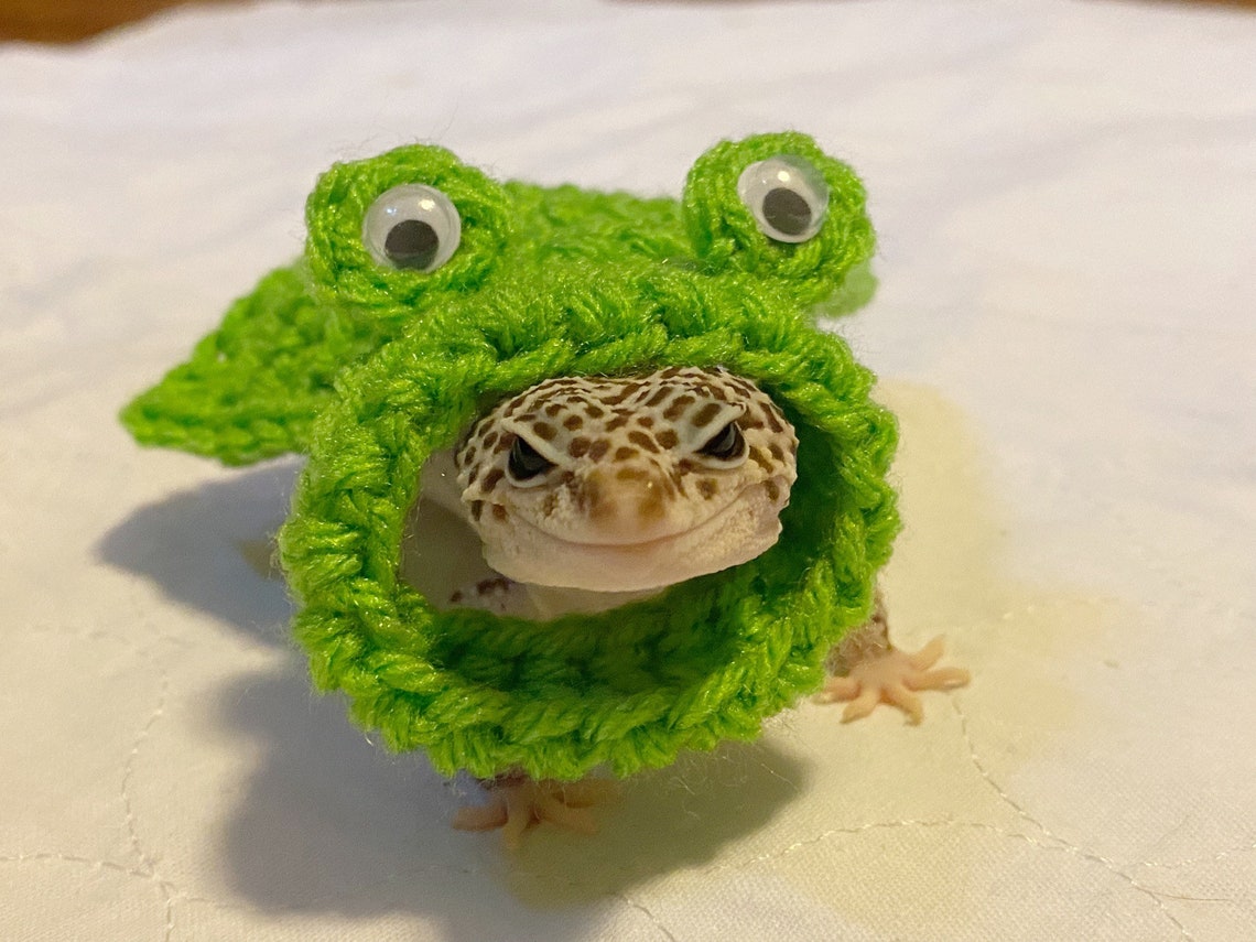 Frog Gecko Costume | Gecko Cape | Crocheted | Pet Costume - Etsy