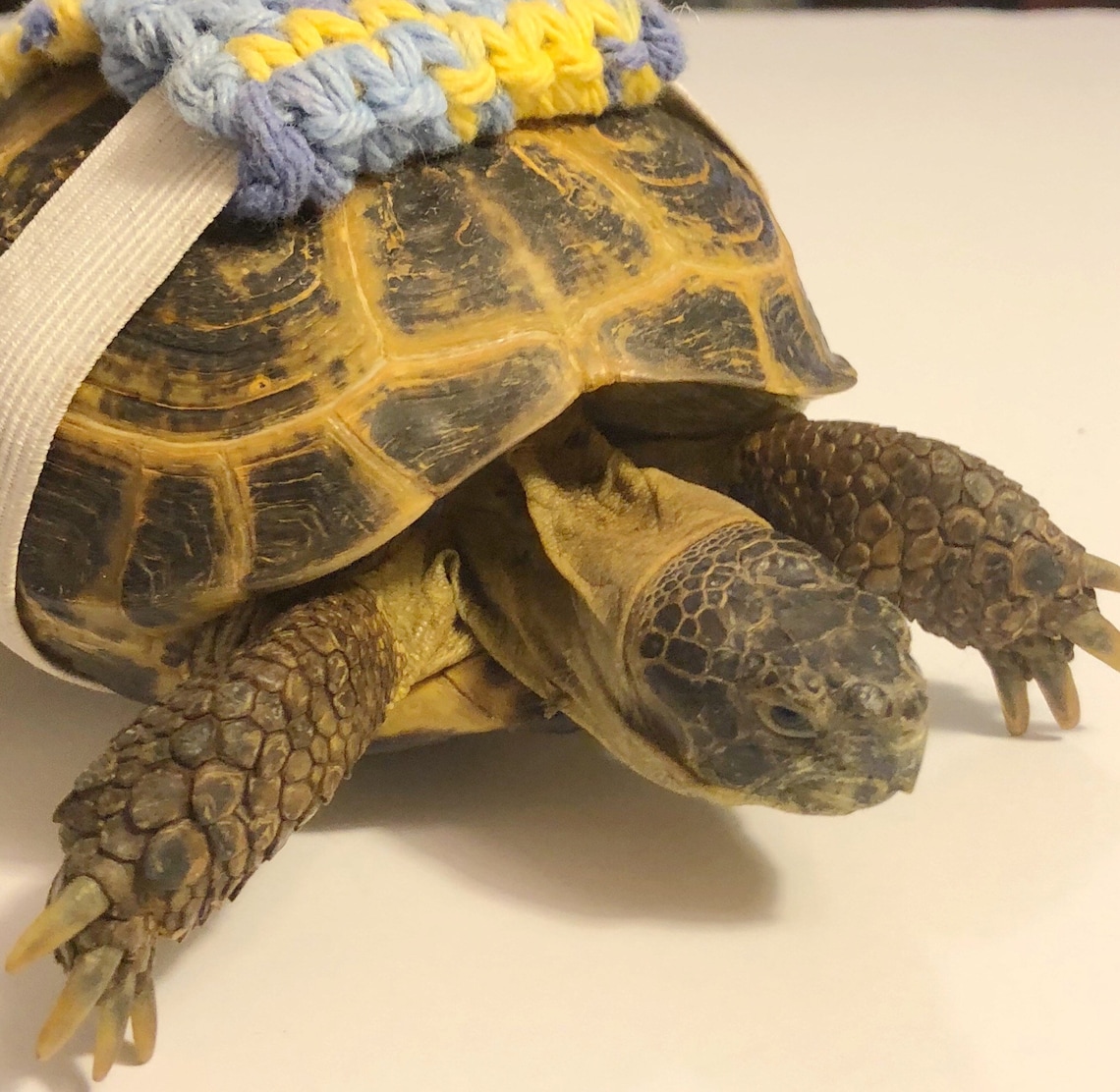 Teal White and Orange Tortoise Diaper - Etsy