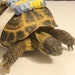 Custom Tortoise Diaper - Etsy