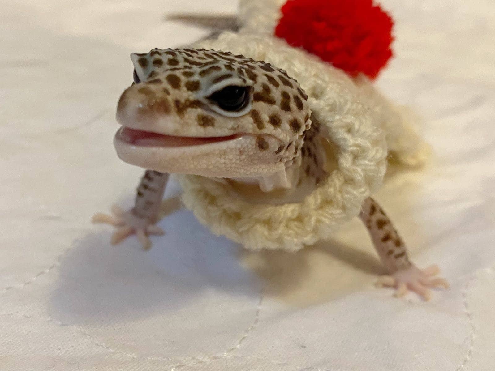 Pennywise Gecko Costume Gecko Cape Crocheted Pet Costume - Etsy